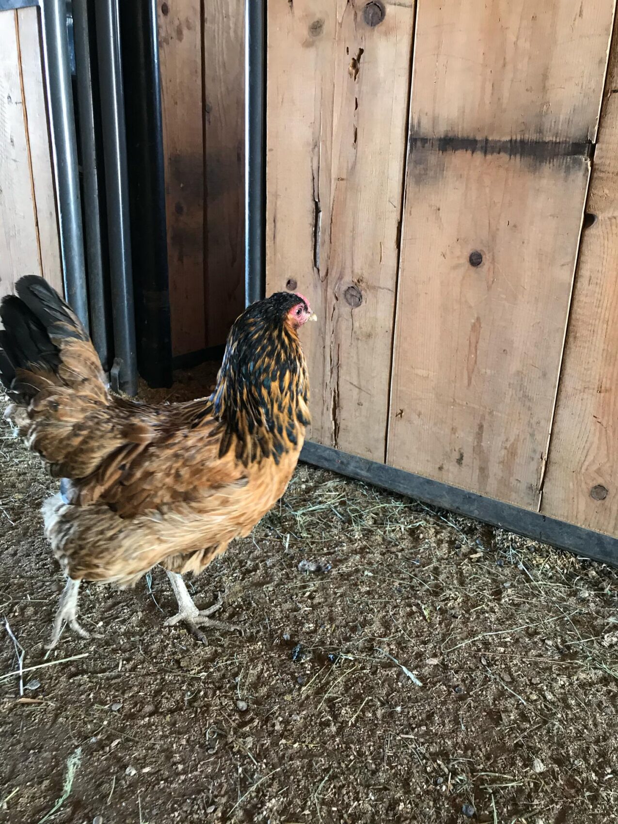 Meet the Team (Animals)