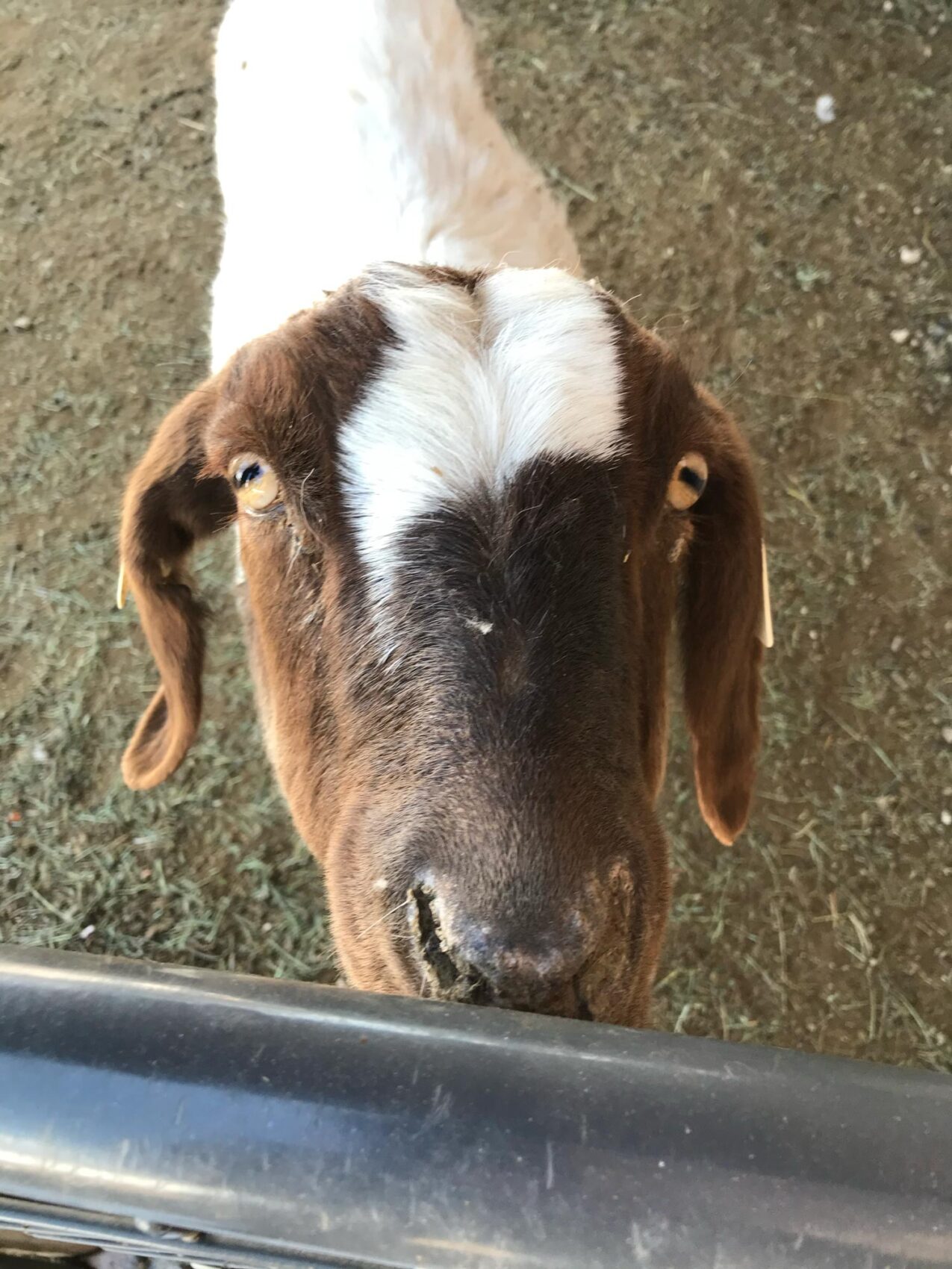 Meet the Team (Animals)