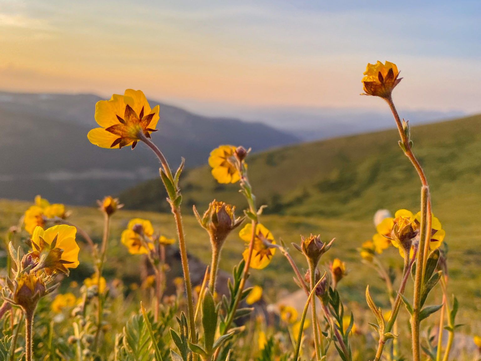 Your Guide to Wildflowers in the Rocky Mountains